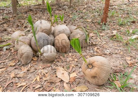 Coconut Images, Illustrations & Vectors (Free) - Bigstock