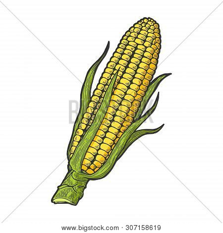 Corn Maize Vegetable Vector & Photo (Free Trial) | Bigstock