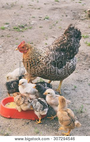 Mother Chicken Baby Image & Photo (Free Trial) | Bigstock