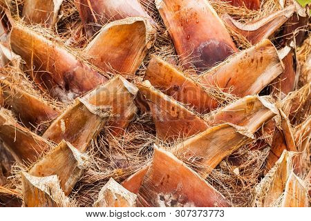 Structure Trunk Palm Image & Photo (Free Trial) | Bigstock