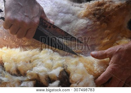 Shearing Sheep. Farmer Image & Photo (Free Trial) | Bigstock
