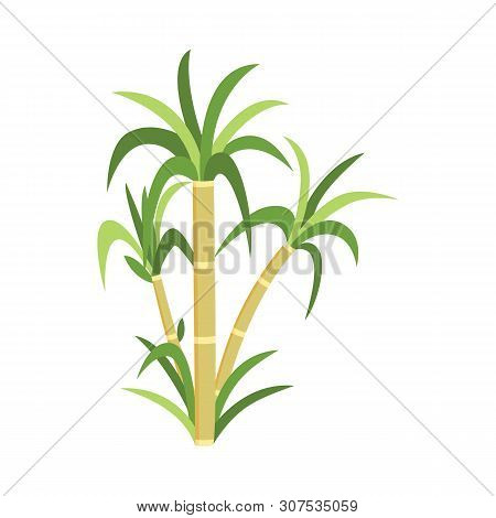 Sugar Cane Plant Vector & Photo (Free Trial) | Bigstock