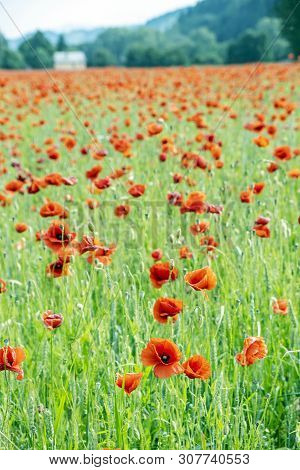Field Common Poppy - Image & Photo (Free Trial) | Bigstock