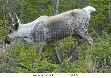 Caribou Image & Photo (Free Trial) | Bigstock