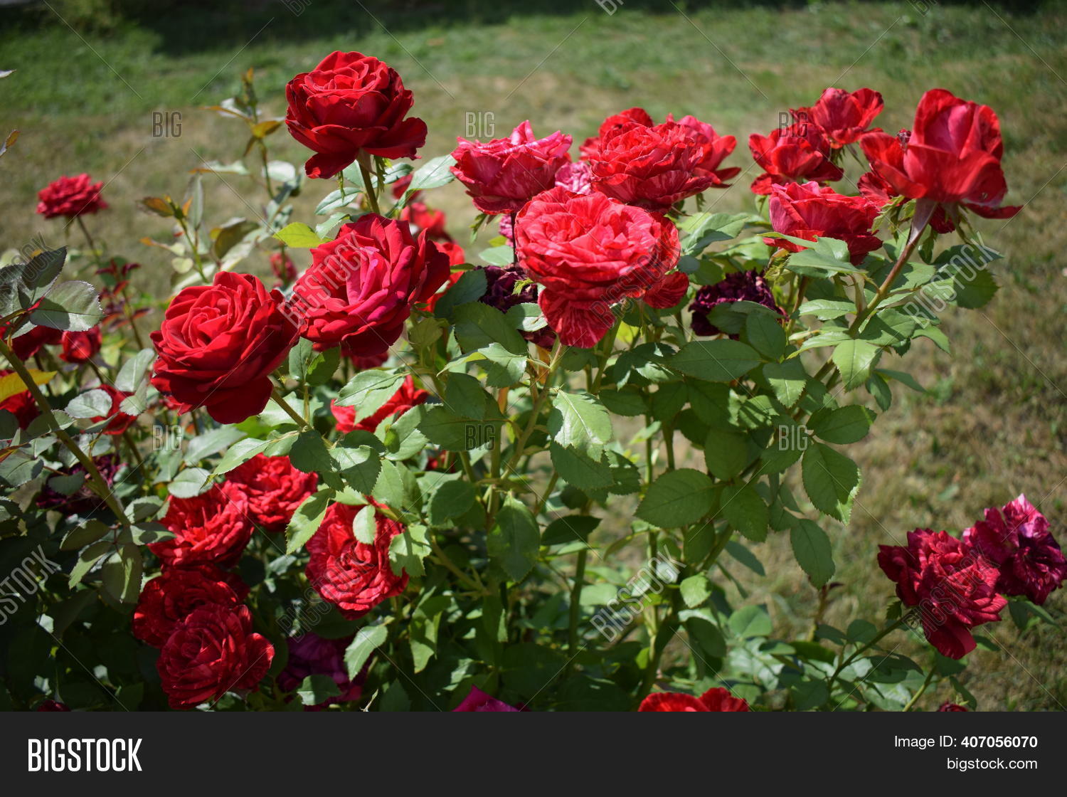 Red Marble Rose-spray Image & Photo (Free Trial) | Bigstock