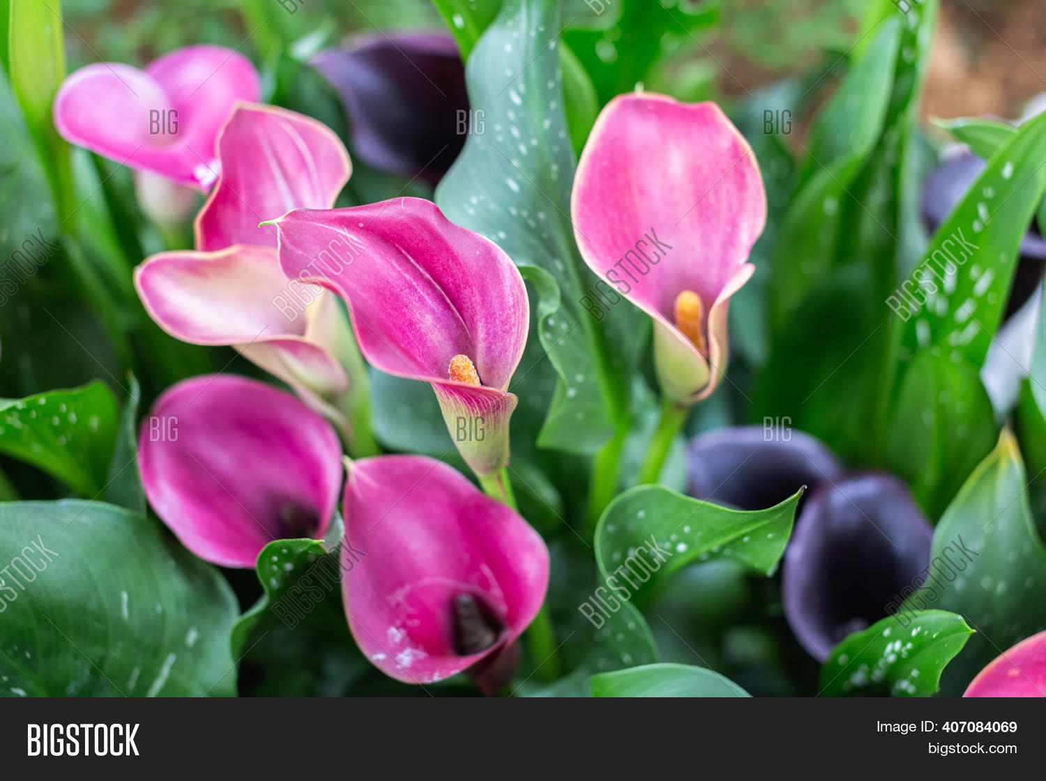 Colorful Calla Lily Image & Photo (Free Trial) | Bigstock