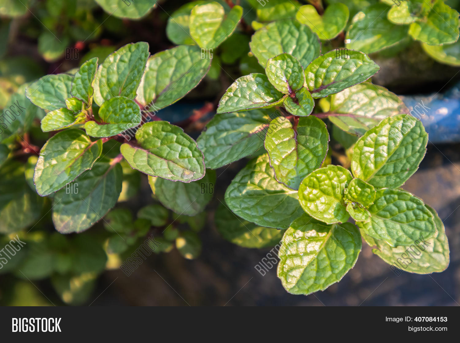 Mint Texture Mint Image & Photo (Free Trial) | Bigstock
