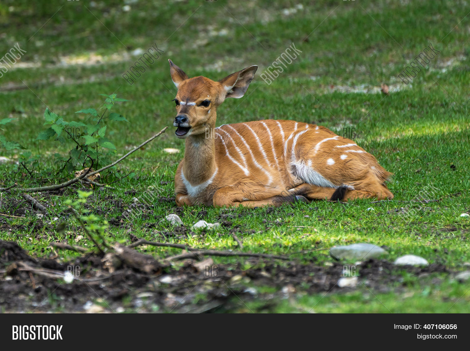Young Baby Nyala. Image & Photo (Free Trial) | Bigstock