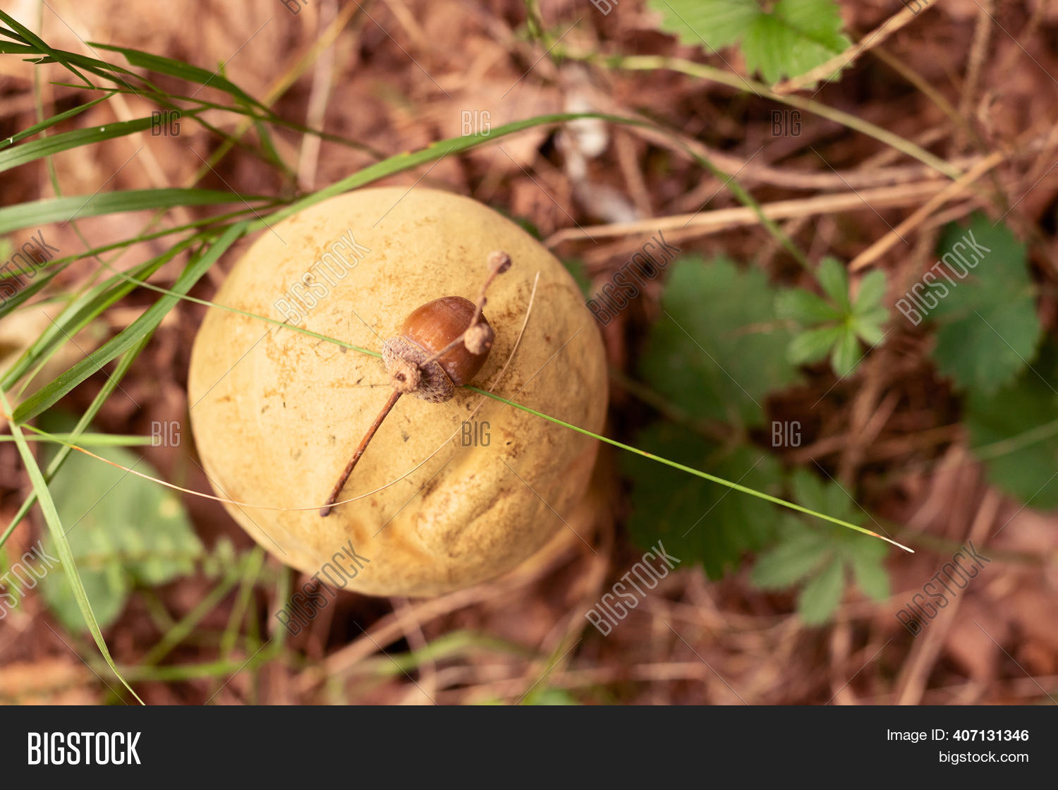 Golden Mushroom Grows Image & Photo (Free Trial) | Bigstock