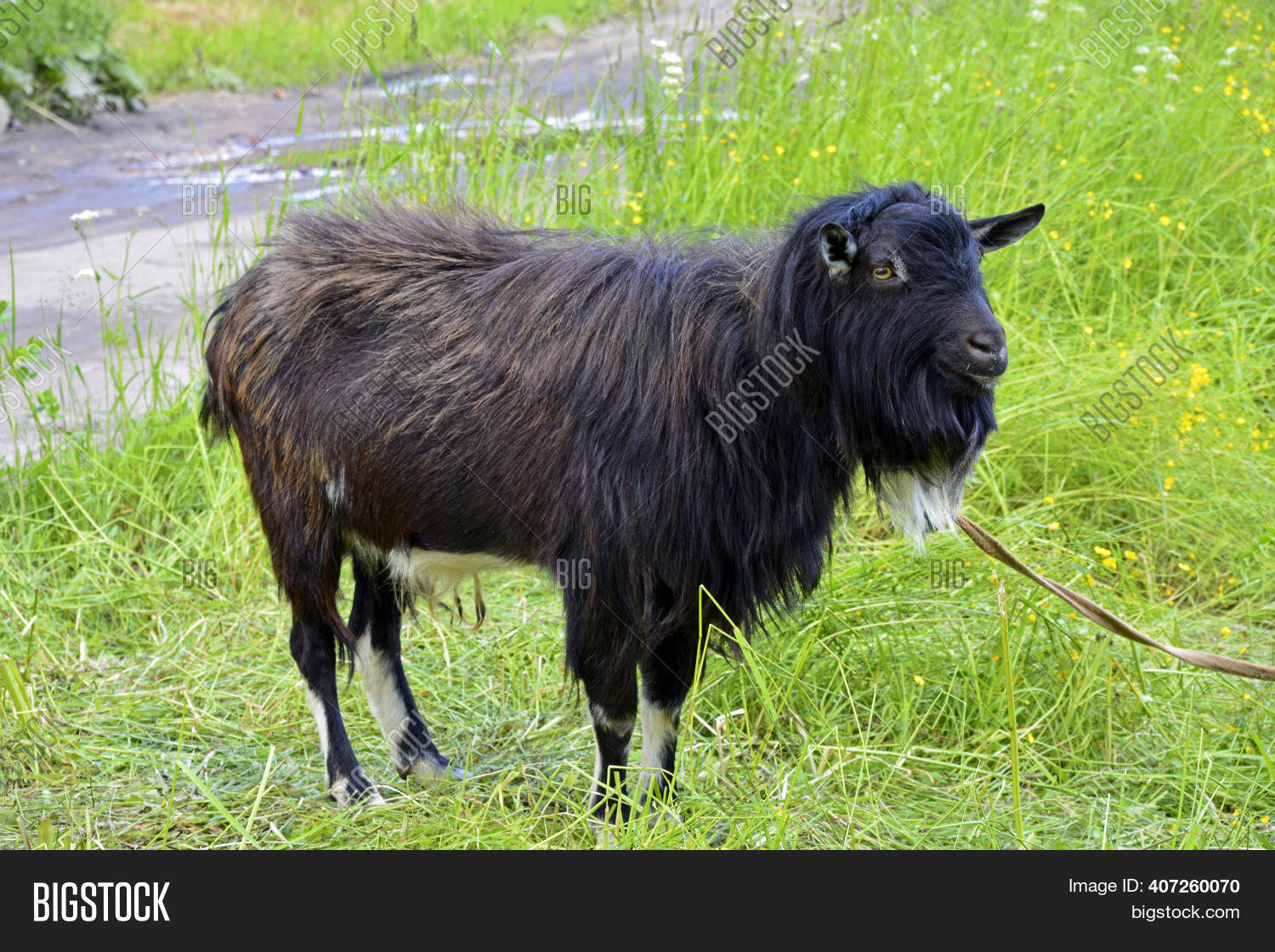 Full-length Black Long Image & Photo (Free Trial) | Bigstock