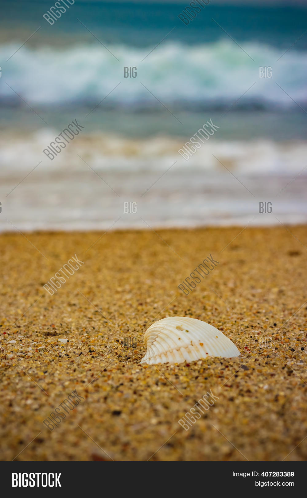 White Style Sea Shells Image & Photo (Free Trial) | Bigstock