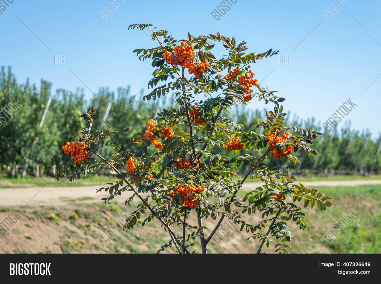 Rowan On Tree Branch. Image & Photo (Free Trial) | Bigstock
