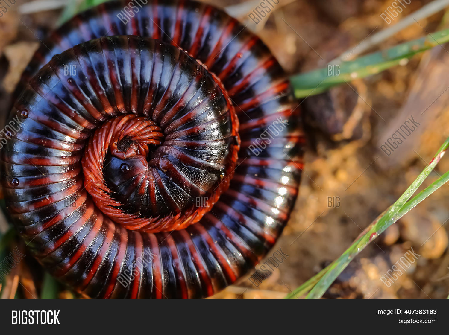Centipede Legs Body Image & Photo (Free Trial) | Bigstock