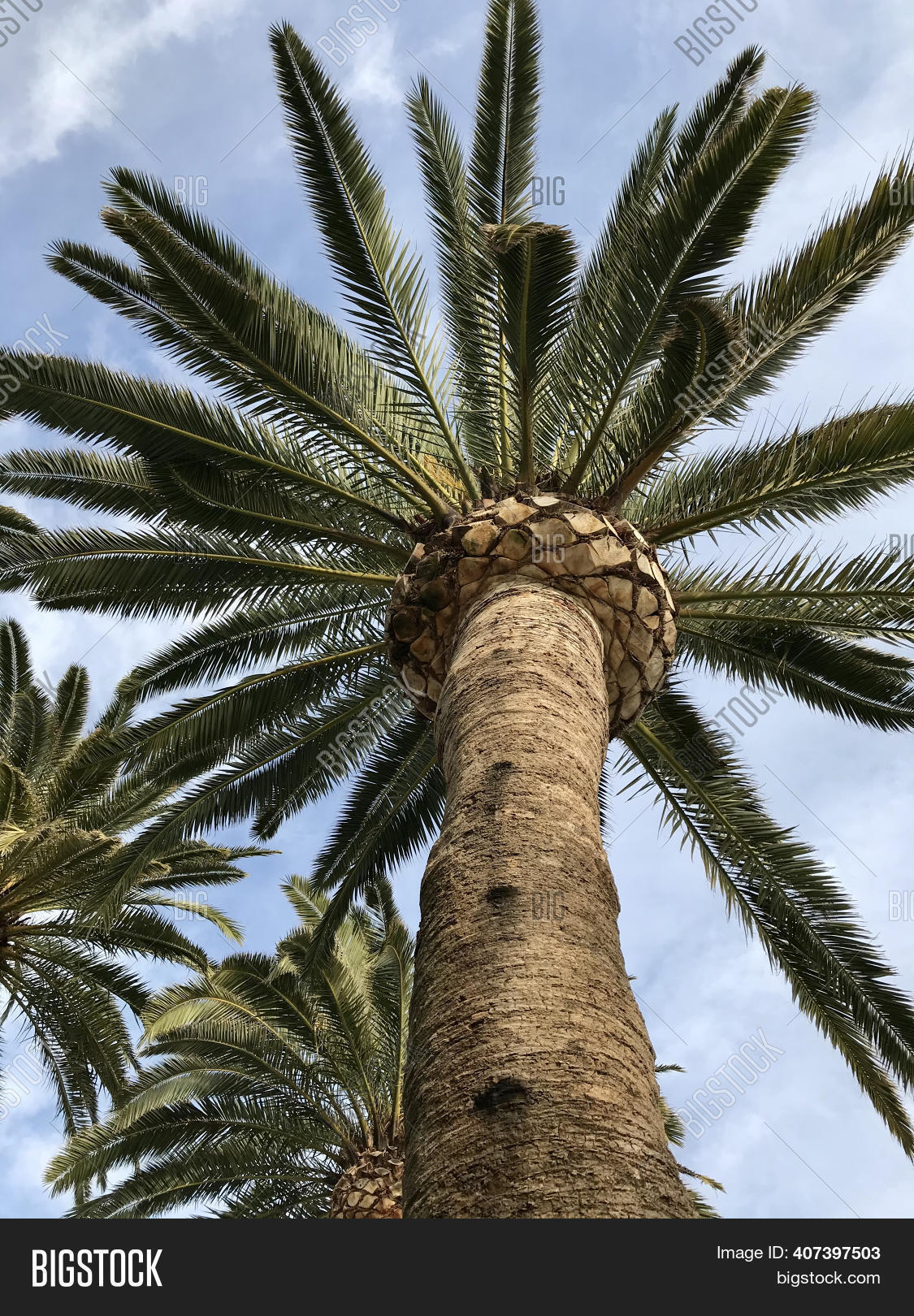 Details Adult Palm Image & Photo (Free Trial) | Bigstock