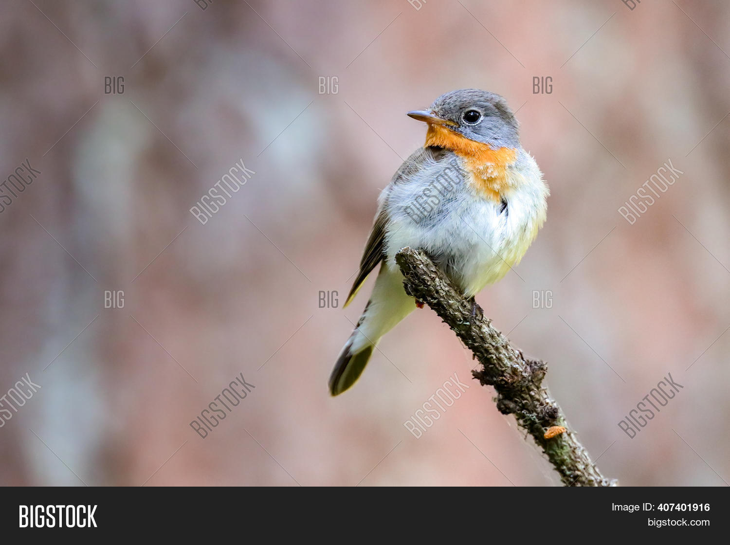 Red-breasted Image & Photo (Free Trial) | Bigstock