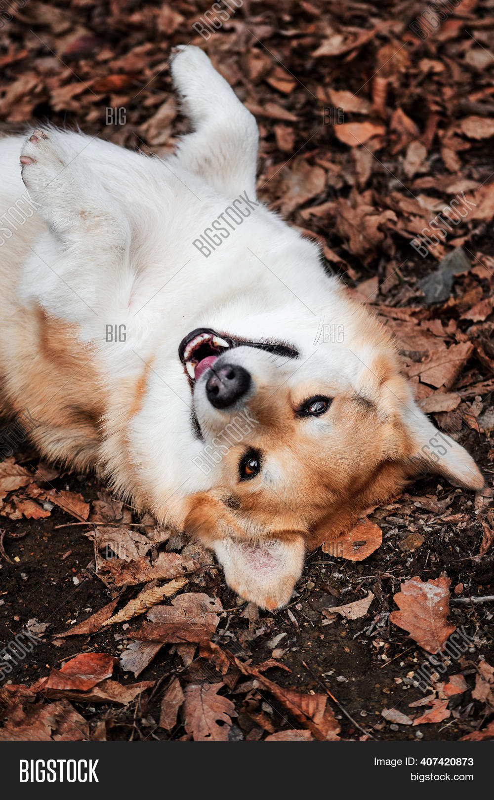Fox Dog Breeds