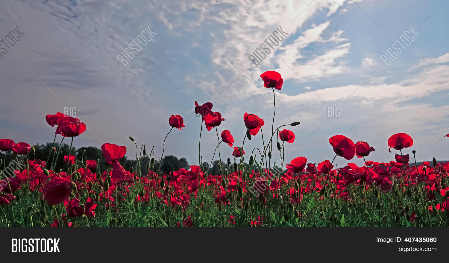 Red Poppy Field Image & Photo (Free Trial) | Bigstock