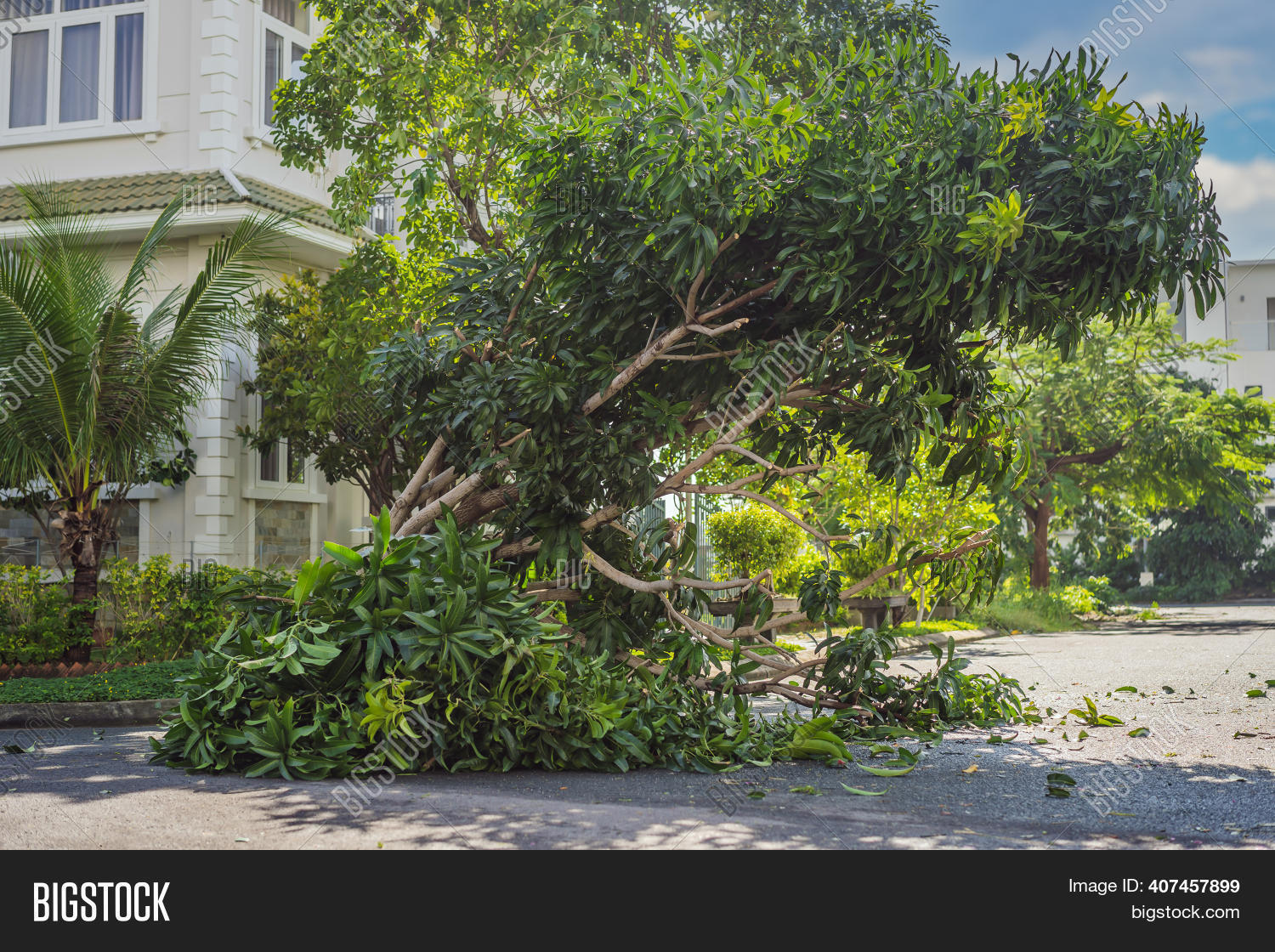 Trees Damaged Uprooted Image & Photo (Free Trial) | Bigstock