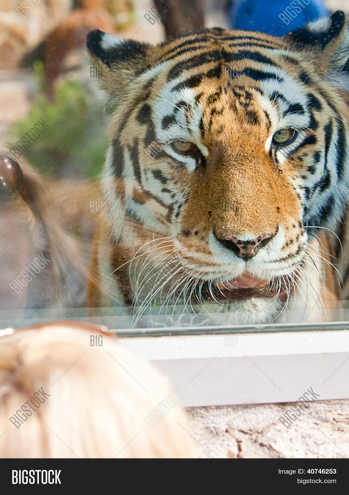 Tiger Looks Visitors Image & Photo (Free Trial) | Bigstock