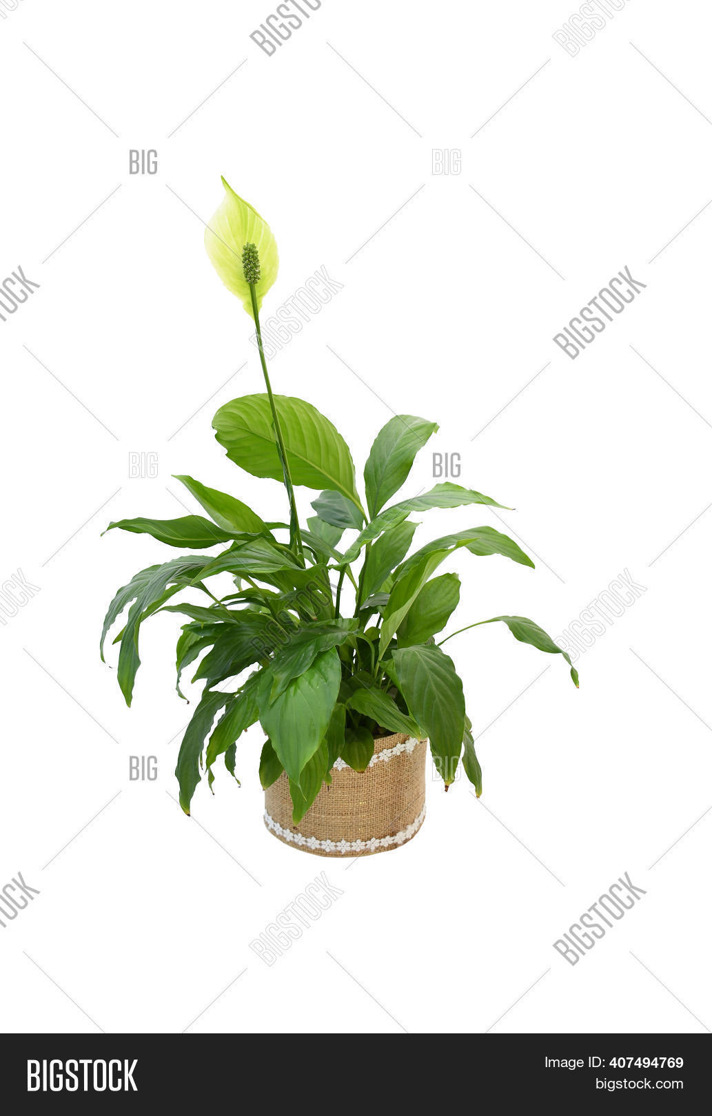 Peace Lily Plant Small Image & Photo (Free Trial) | Bigstock
