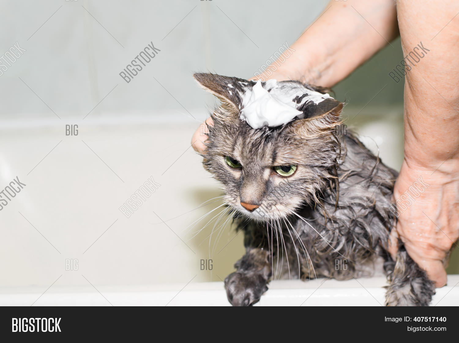 Funny Cat Taking Bath Image & Photo (Free Trial) | Bigstock