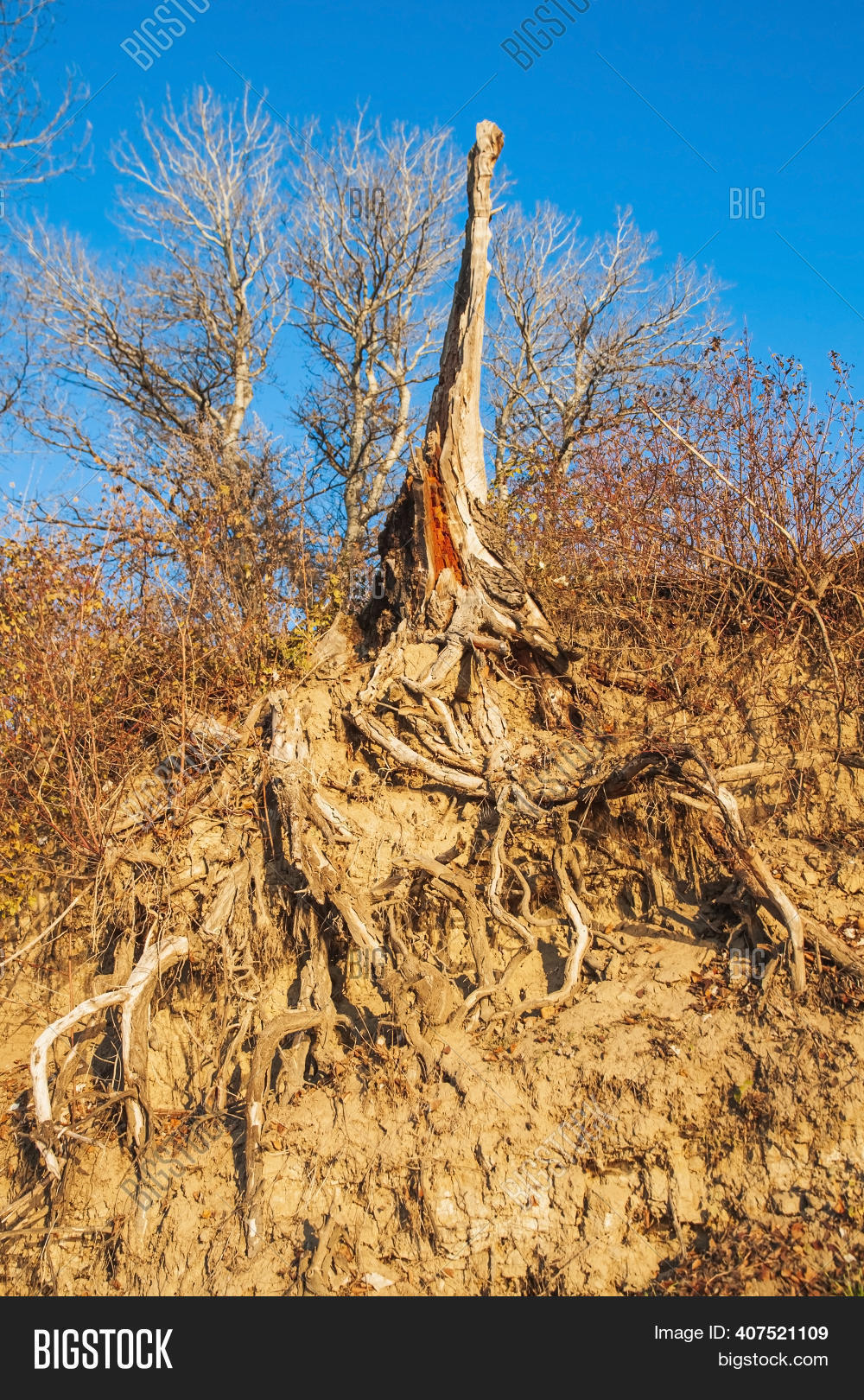 Roots Broken Dry Tree Image & Photo (Free Trial) | Bigstock