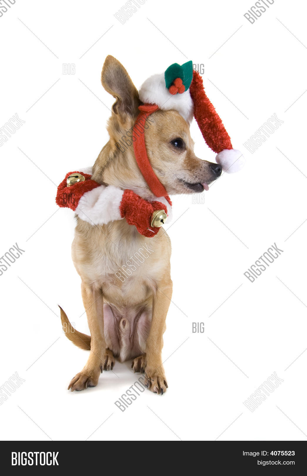 Santa Chihuahua Image & Photo (Free Trial) | Bigstock