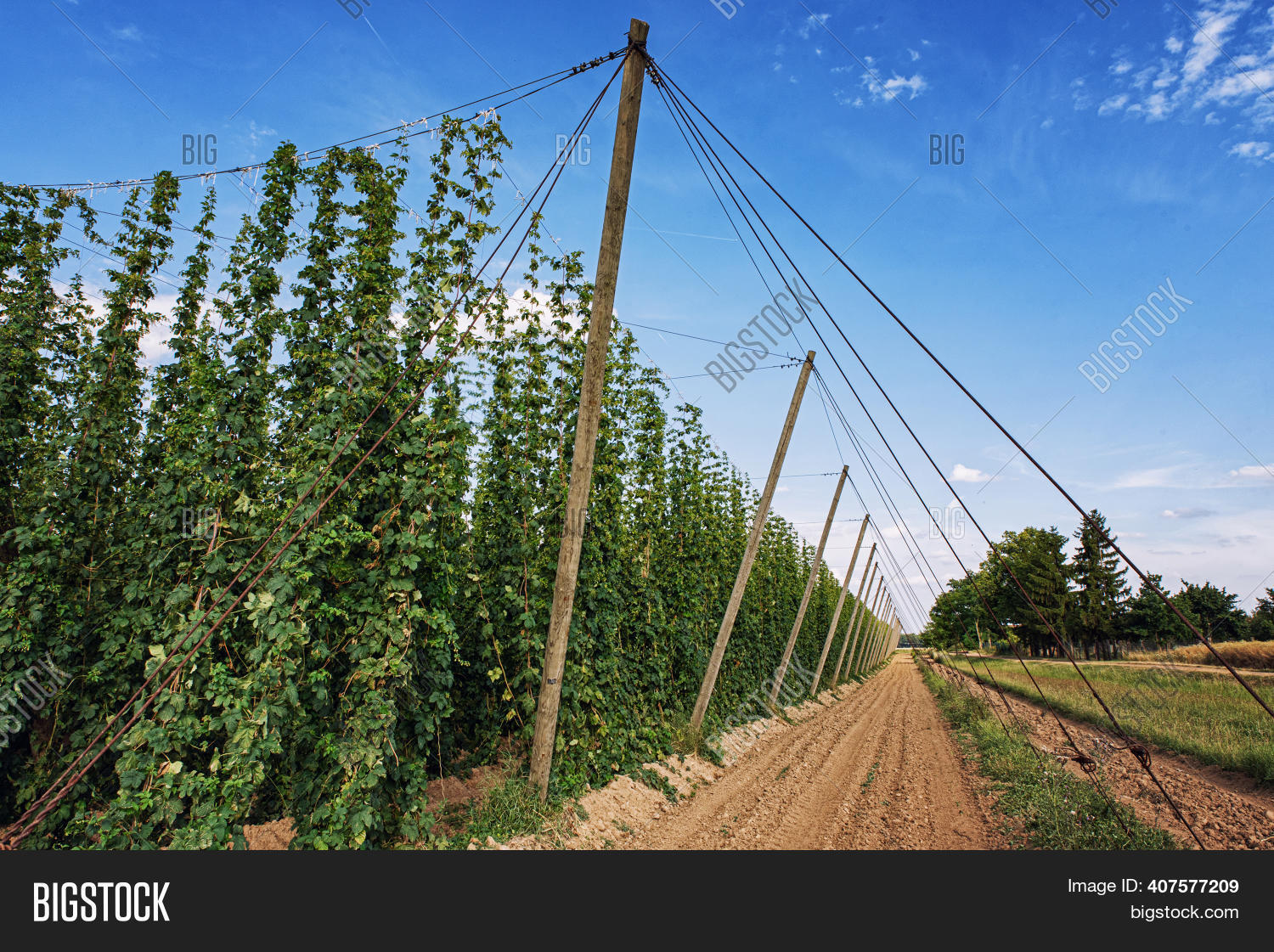 Landscape View Hop Image & Photo (Free Trial) | Bigstock