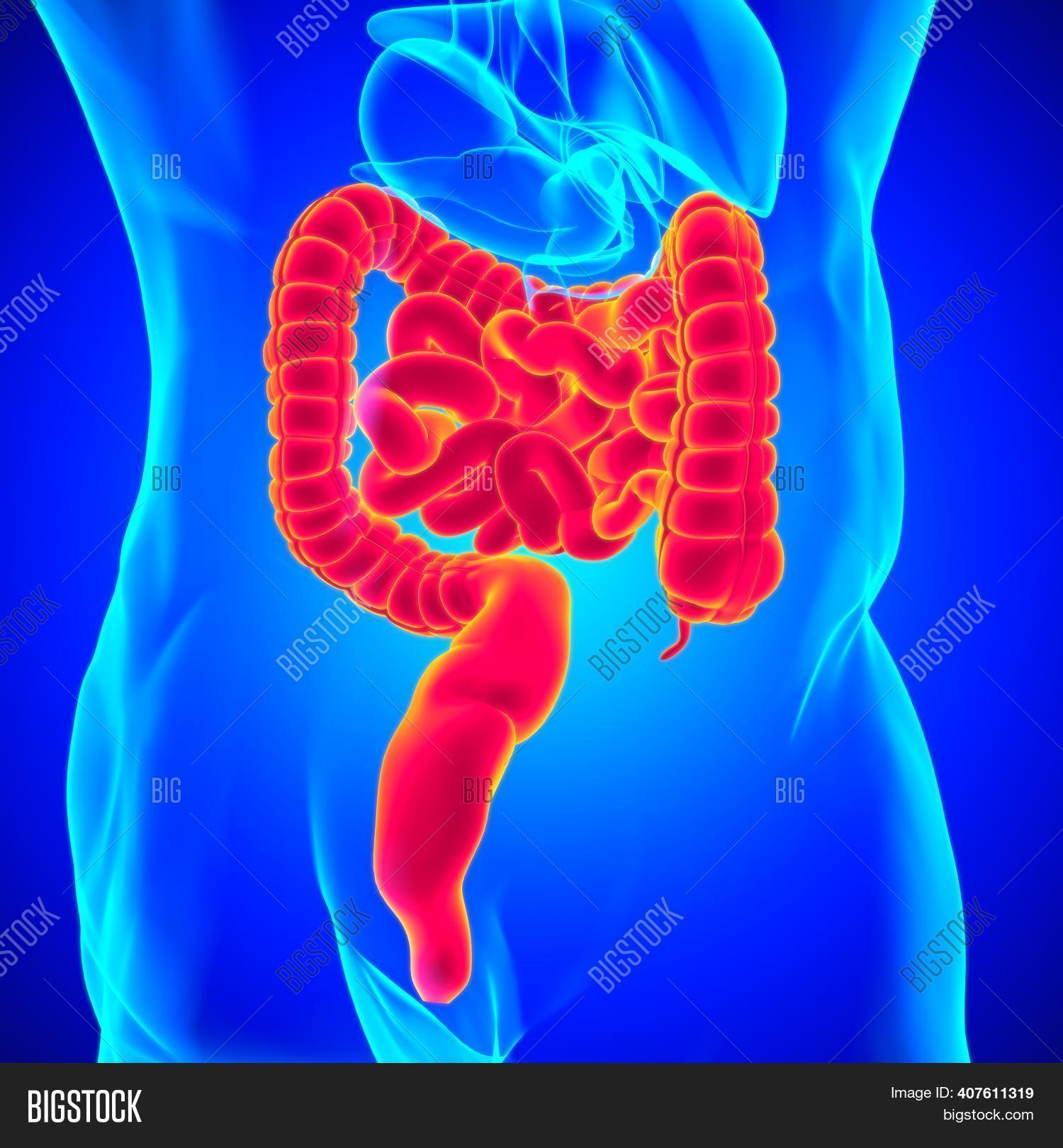 Small Large Intestine Image & Photo (Free Trial) | Bigstock