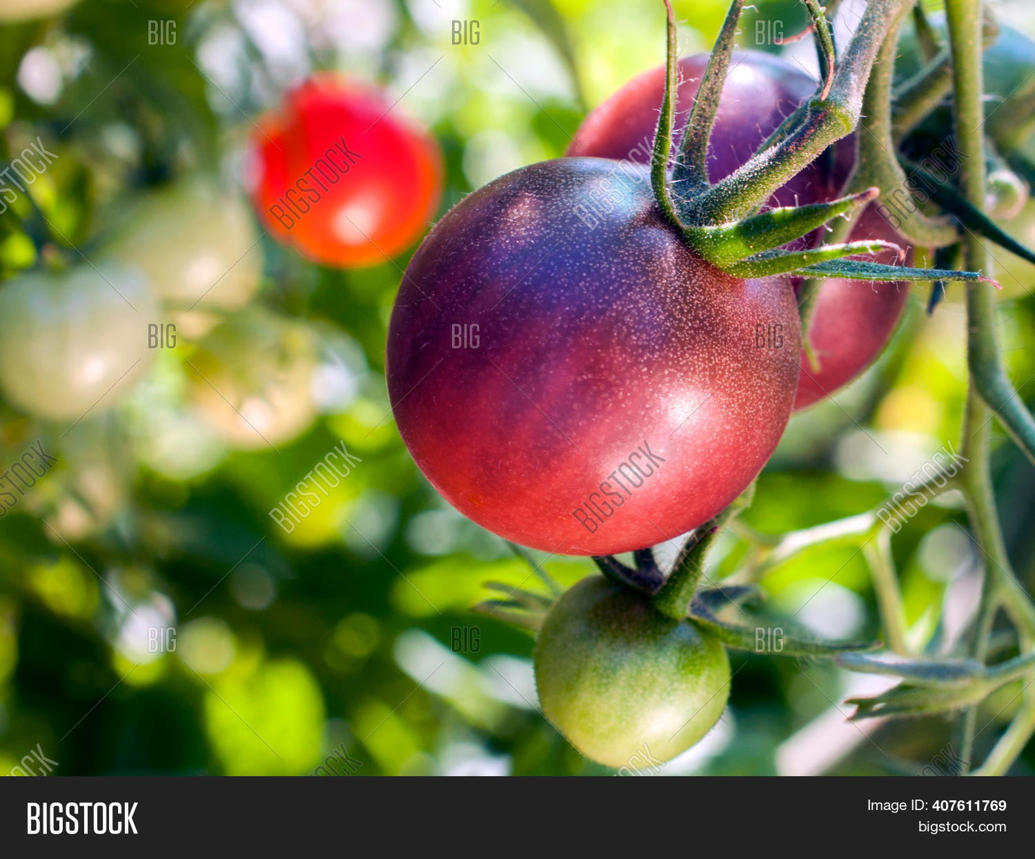 Cherokee Purple Cherry Image & Photo (Free Trial) | Bigstock