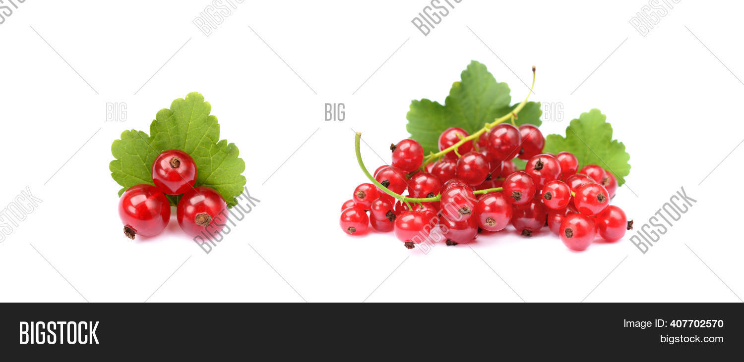 Fresh Red Currant Image & Photo (Free Trial) | Bigstock