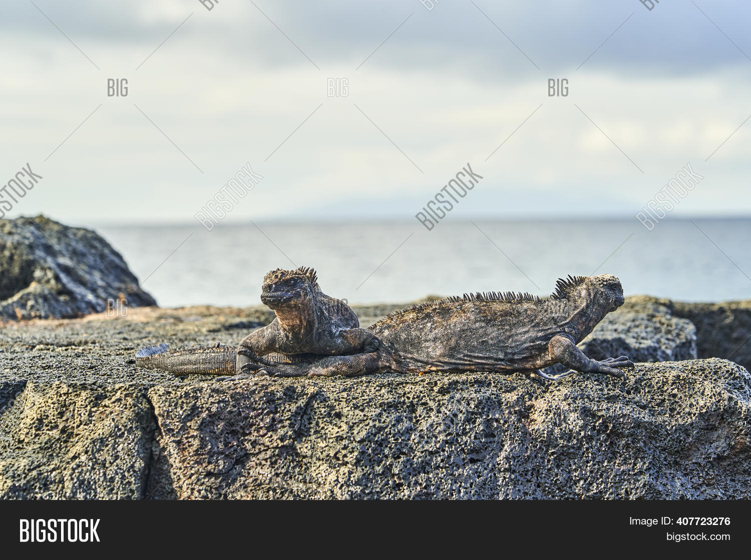 Marine Iguana, Image & Photo (Free Trial) | Bigstock