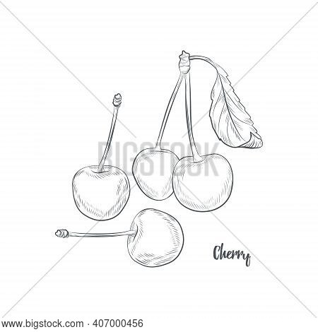 Cherry Sketch Vector Vector & Photo (Free Trial) | Bigstock