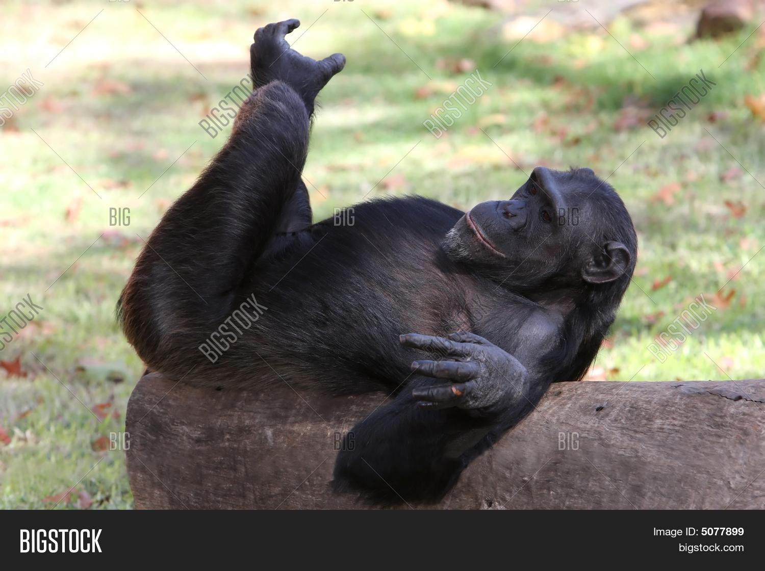 Funny Chimp Image & Photo (Free Trial) | Bigstock