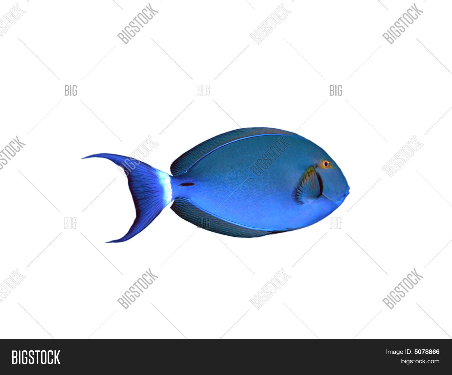 Surgeon Fish On White Image & Photo (Free Trial) | Bigstock
