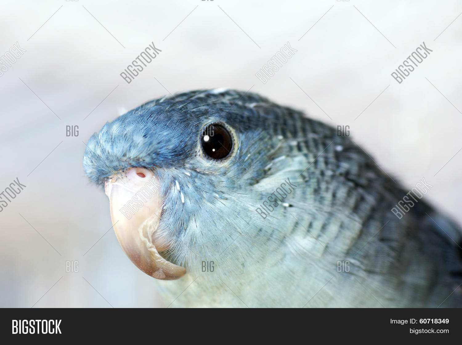 Lineolated Parakeet Image & Photo (Free Trial) | Bigstock