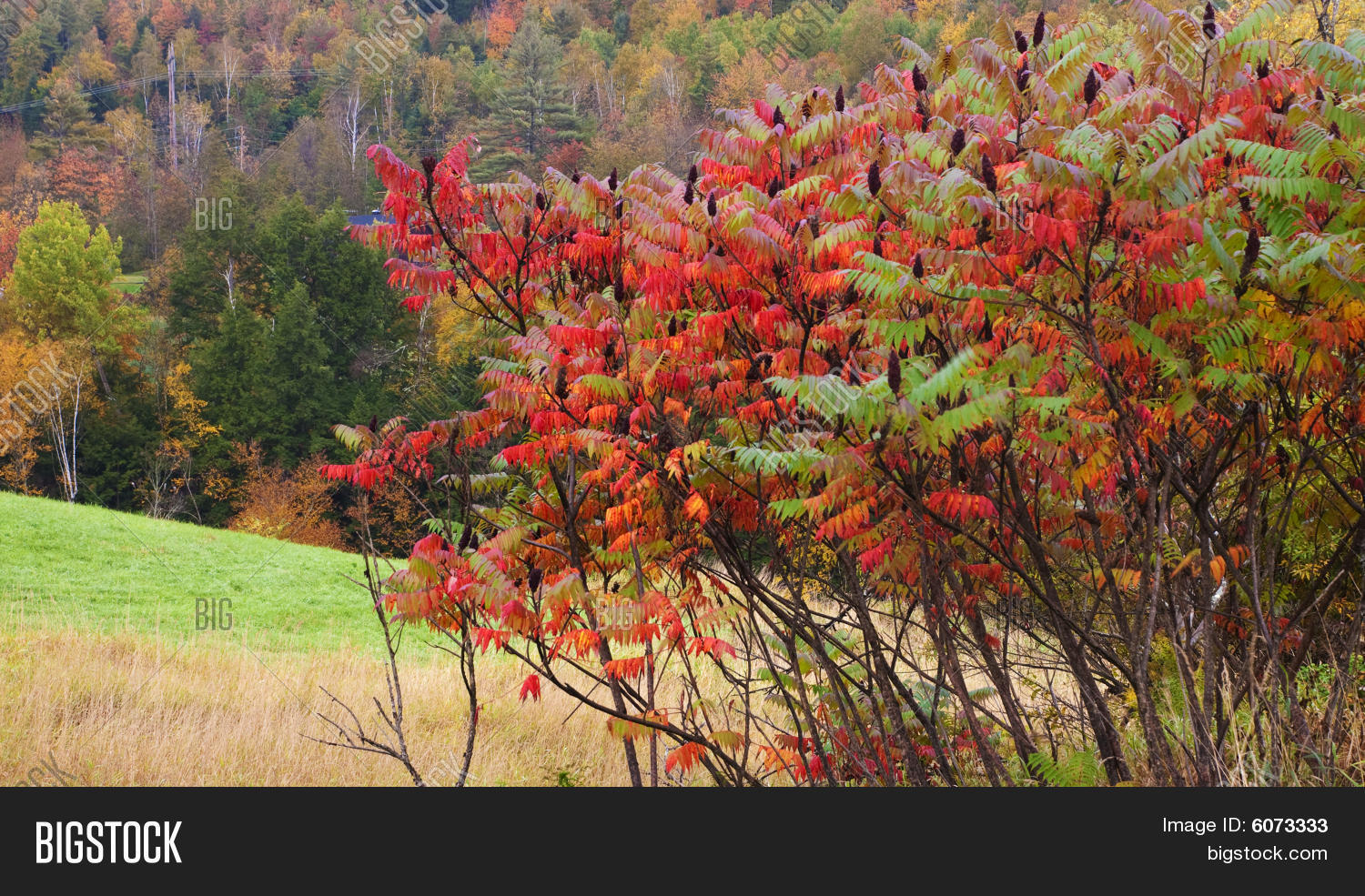Bright Red Sumac Image & Photo (Free Trial) | Bigstock