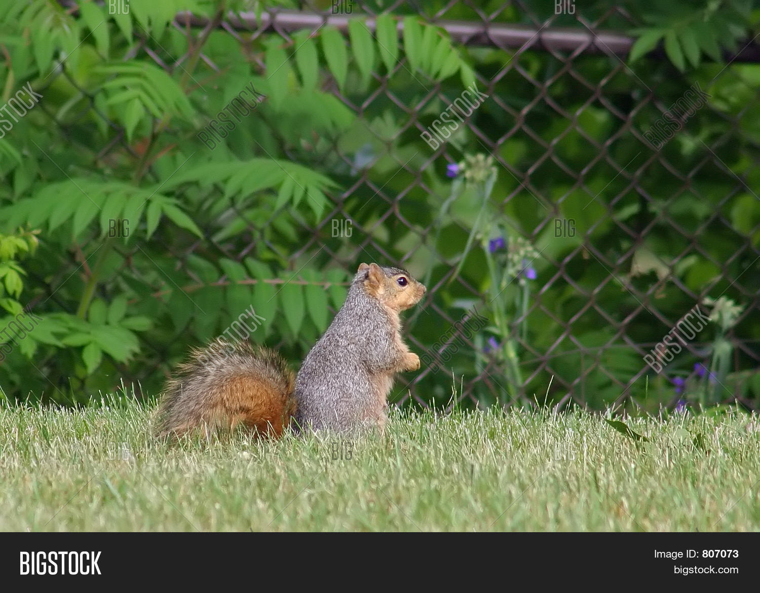 Sitting Squirrel Image & Photo (Free Trial) | Bigstock