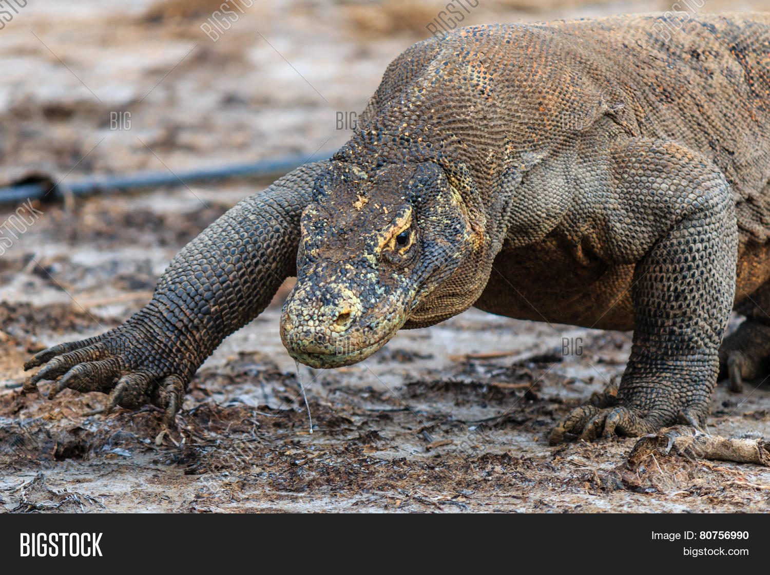Komodo Dragon Walking Image & Photo (Free Trial) | Bigstock