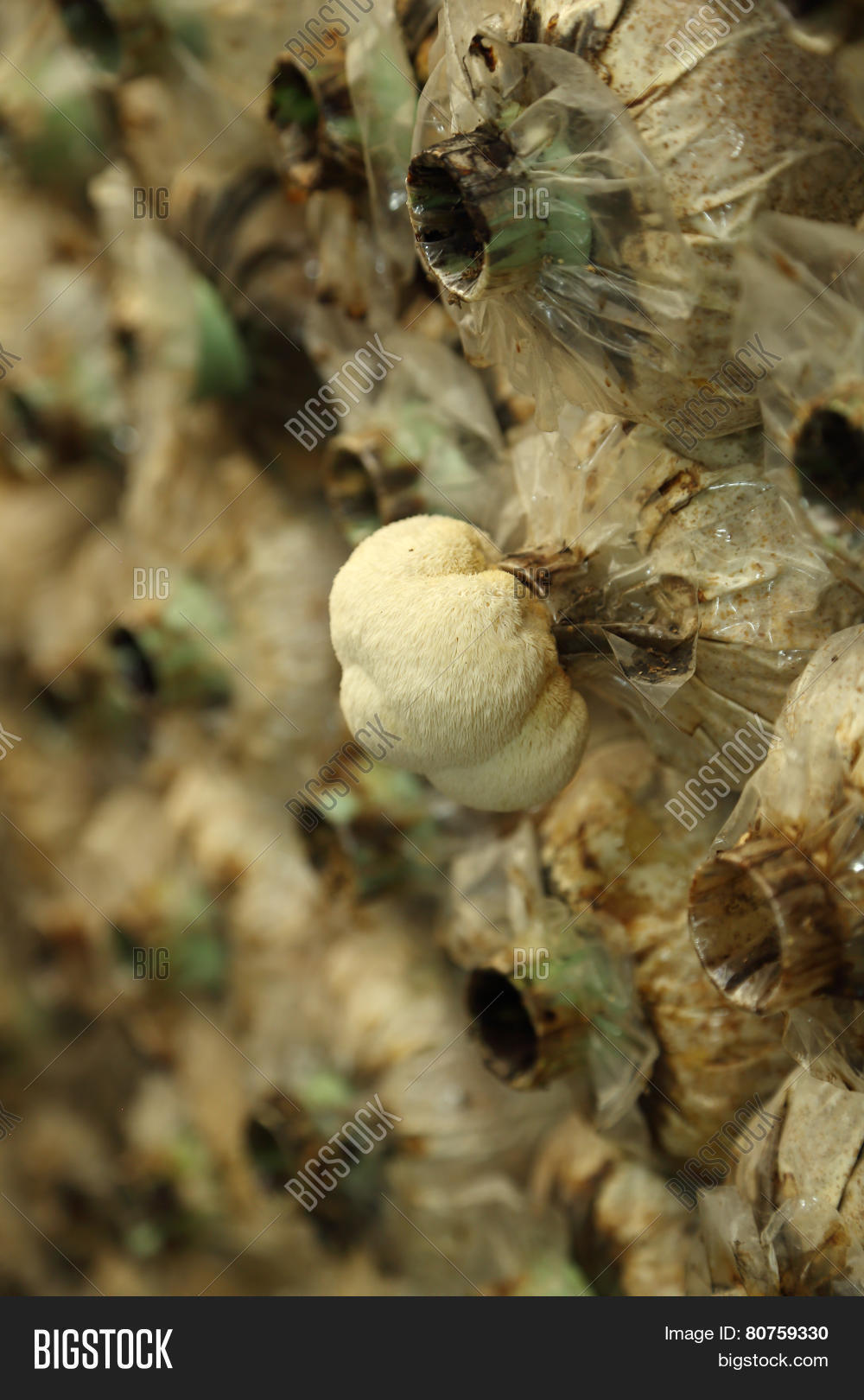 Monkey Head Mushroom ( Image & Photo (Free Trial) | Bigstock
