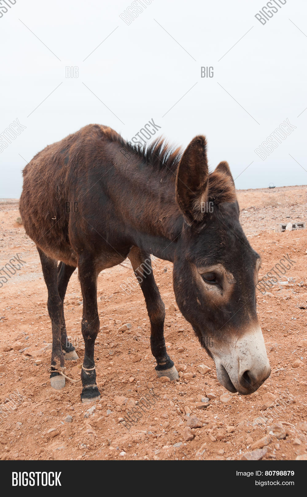 Brown Donkey Image & Photo (Free Trial) | Bigstock