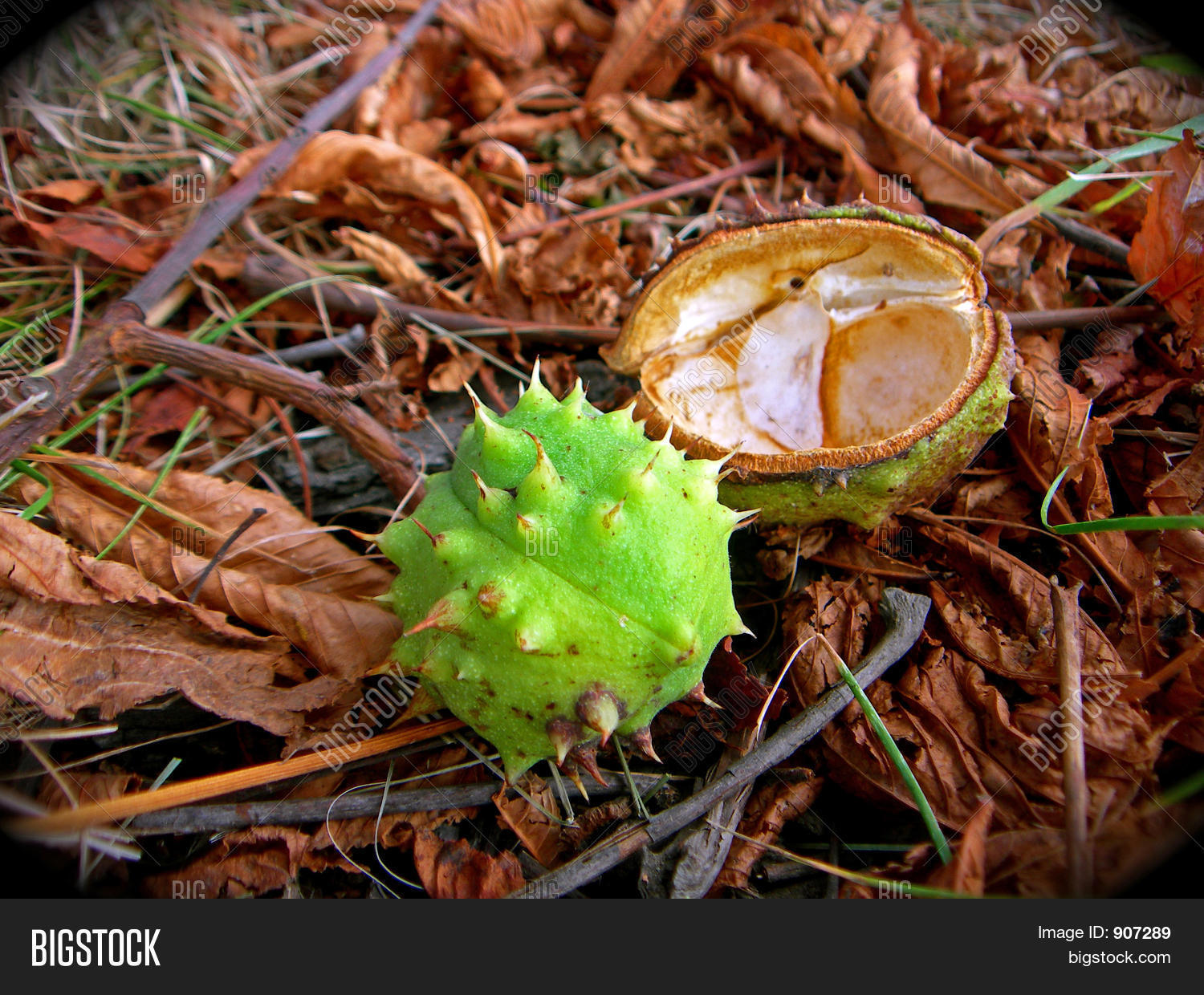 Chestnut Husks Image & Photo (Free Trial) | Bigstock