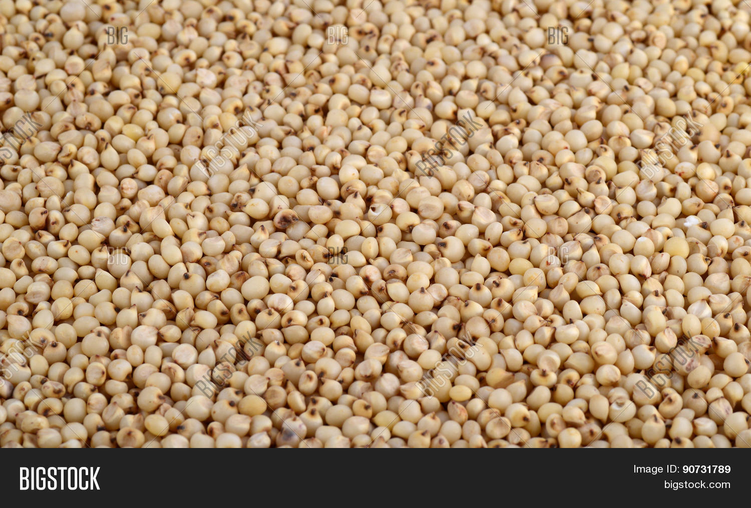 Jowar (Sorghum) Image & Photo (Free Trial) | Bigstock