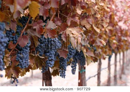 Autumn Winery Image & Photo (Free Trial) | Bigstock