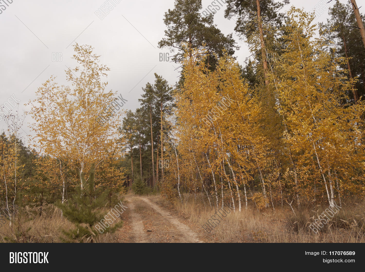 Forest Dirt Road Image & Photo (Free Trial) | Bigstock