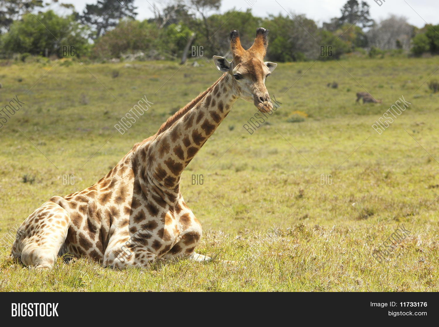 Giraffe Lying Down Image & Photo (Free Trial) | Bigstock
