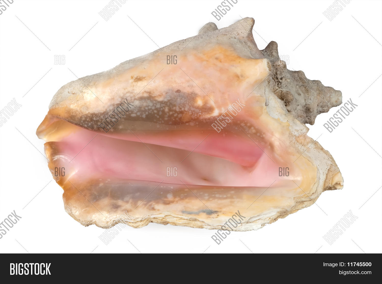 Caribbean Conch Shell Image & Photo (Free Trial) | Bigstock