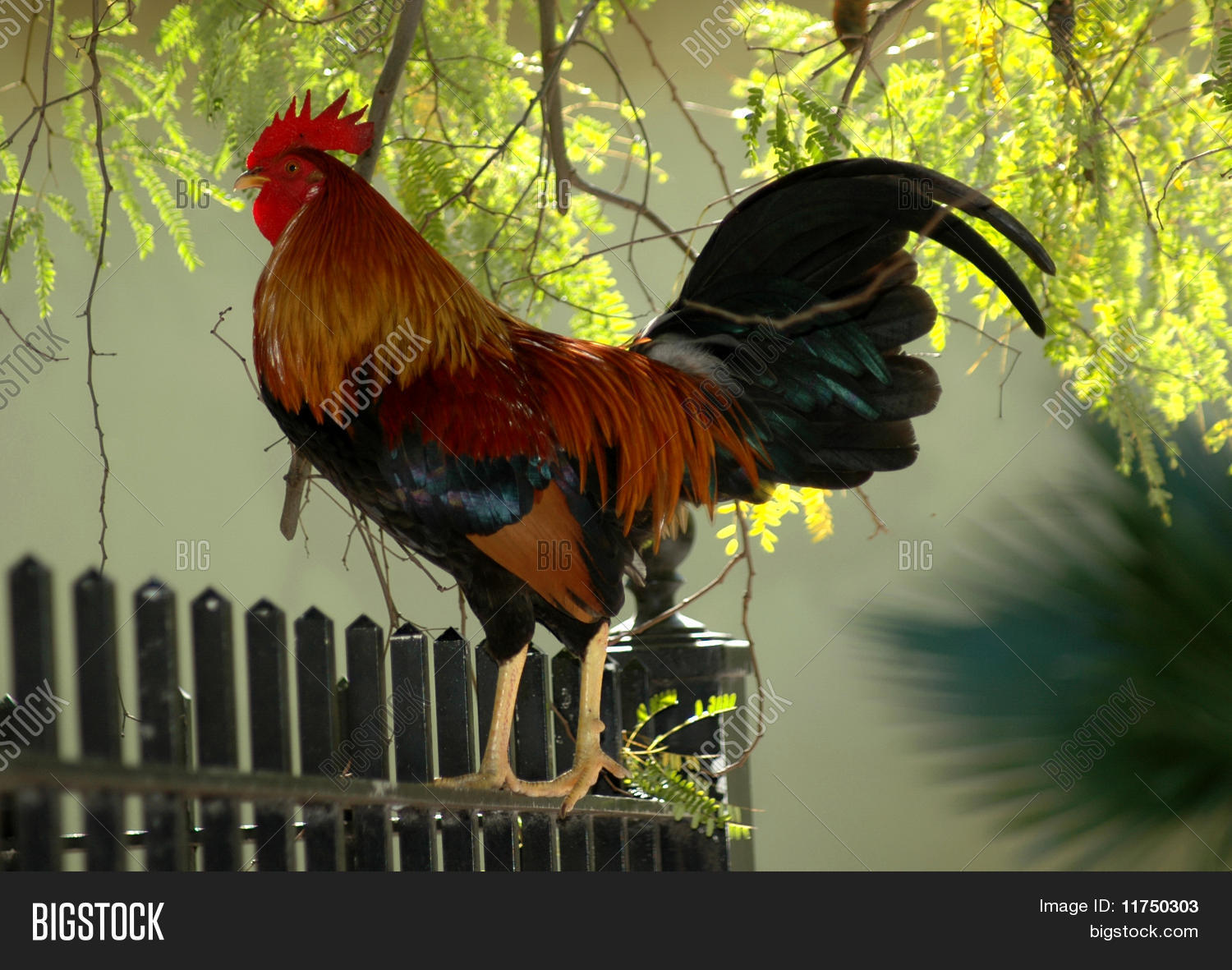 Rooster On Fence Image & Photo (Free Trial) | Bigstock