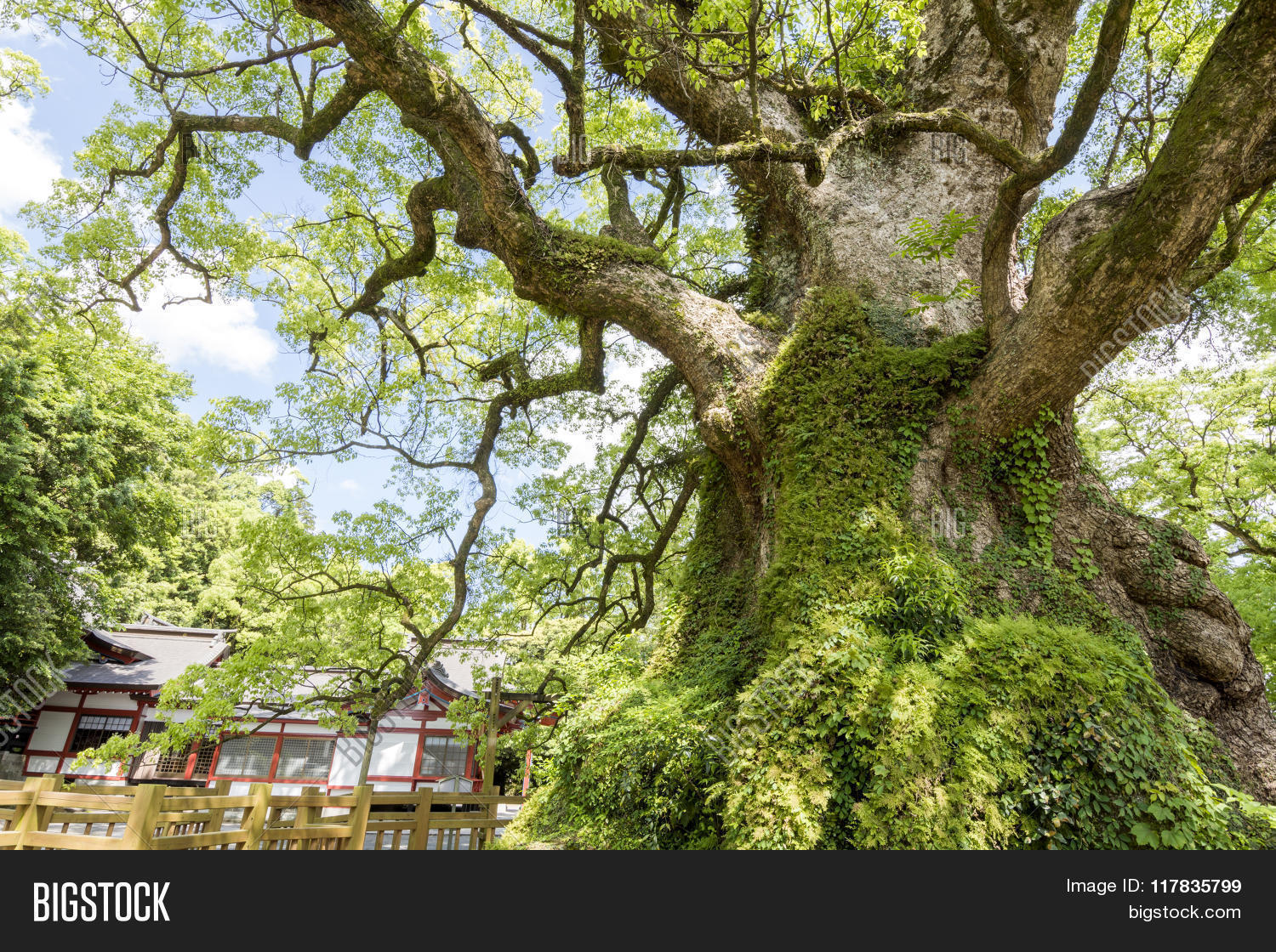 Large Camphor Tree Image & Photo (Free Trial) | Bigstock