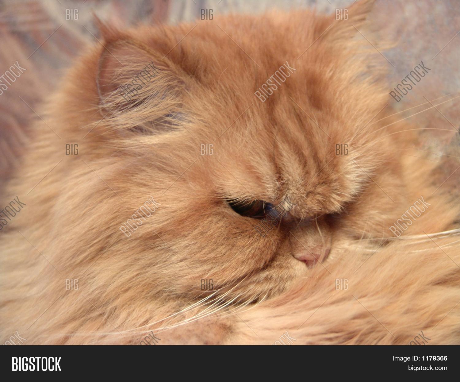 Cat Antonio Image & Photo (Free Trial) | Bigstock